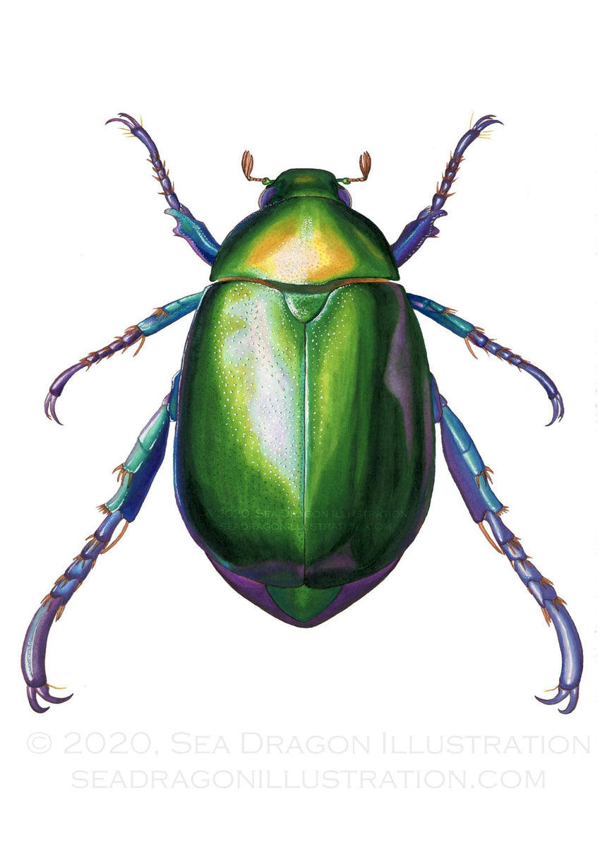 Scarab Postcard – Sea Dragon Illustration