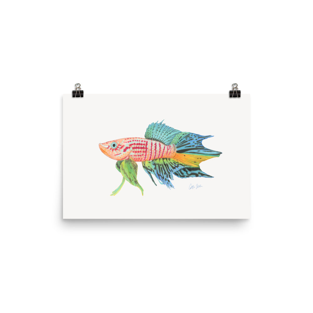 Panchax Killifish Poster – Sea Dragon Illustration