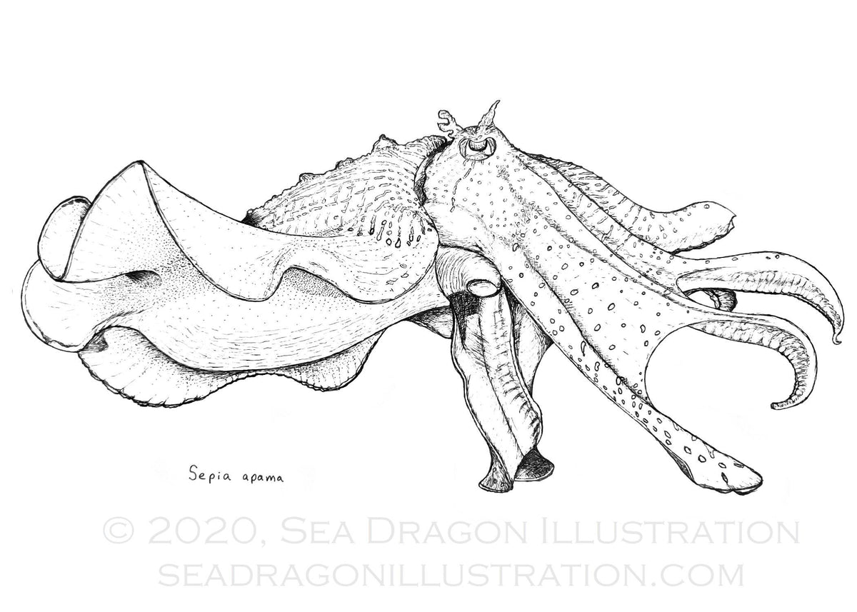 Giant Cuttlefish Postcard – Sea Dragon Illustration